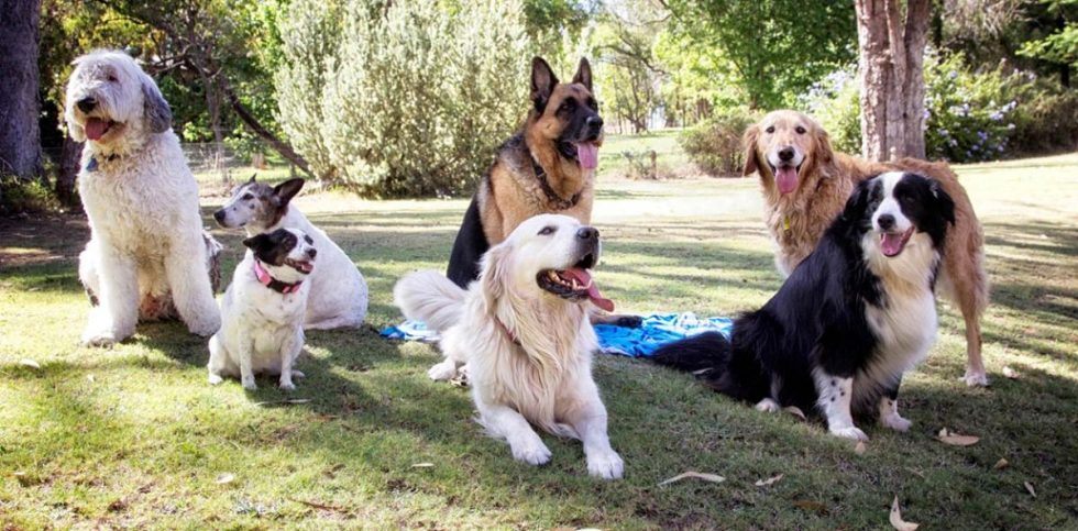 Dog Kennel Case Studies: Insights from Trainers & Breeders | Horizon ...