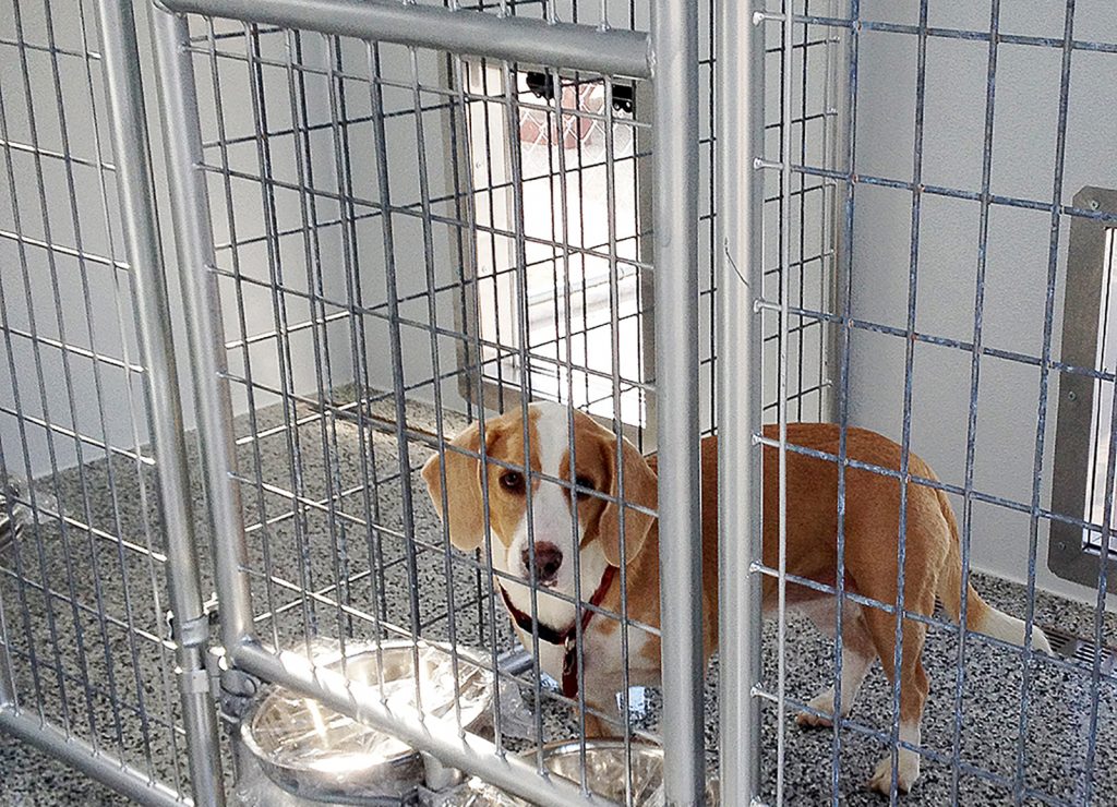 5 Tips for When You Buy Dog Kennels | Horizon Structures