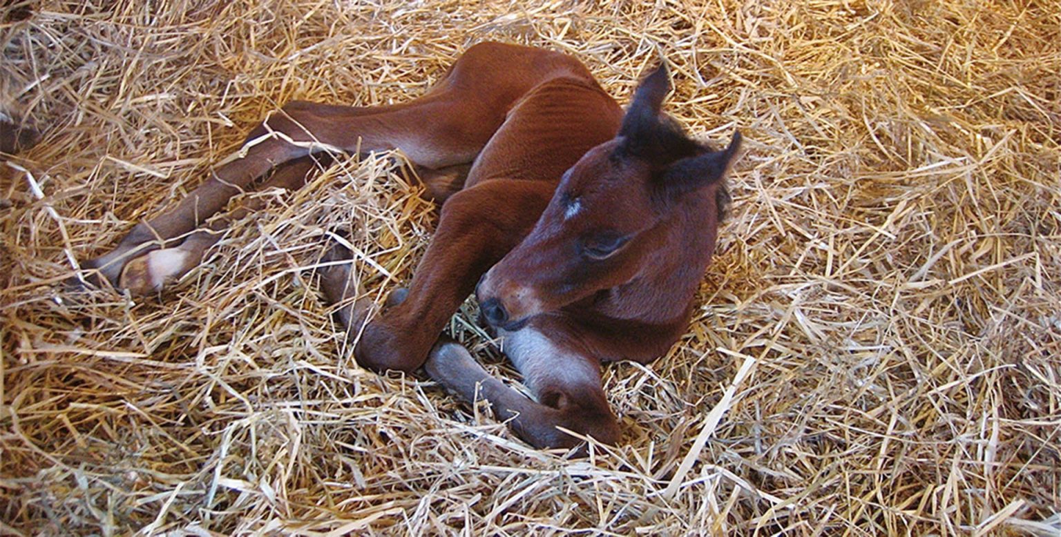 The Best Horse Breeding Barn/Farm Layouts and Designs