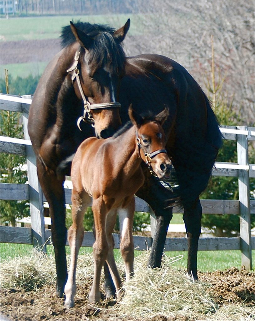 The Best Horse Breeding Barn/Farm Layouts and Designs