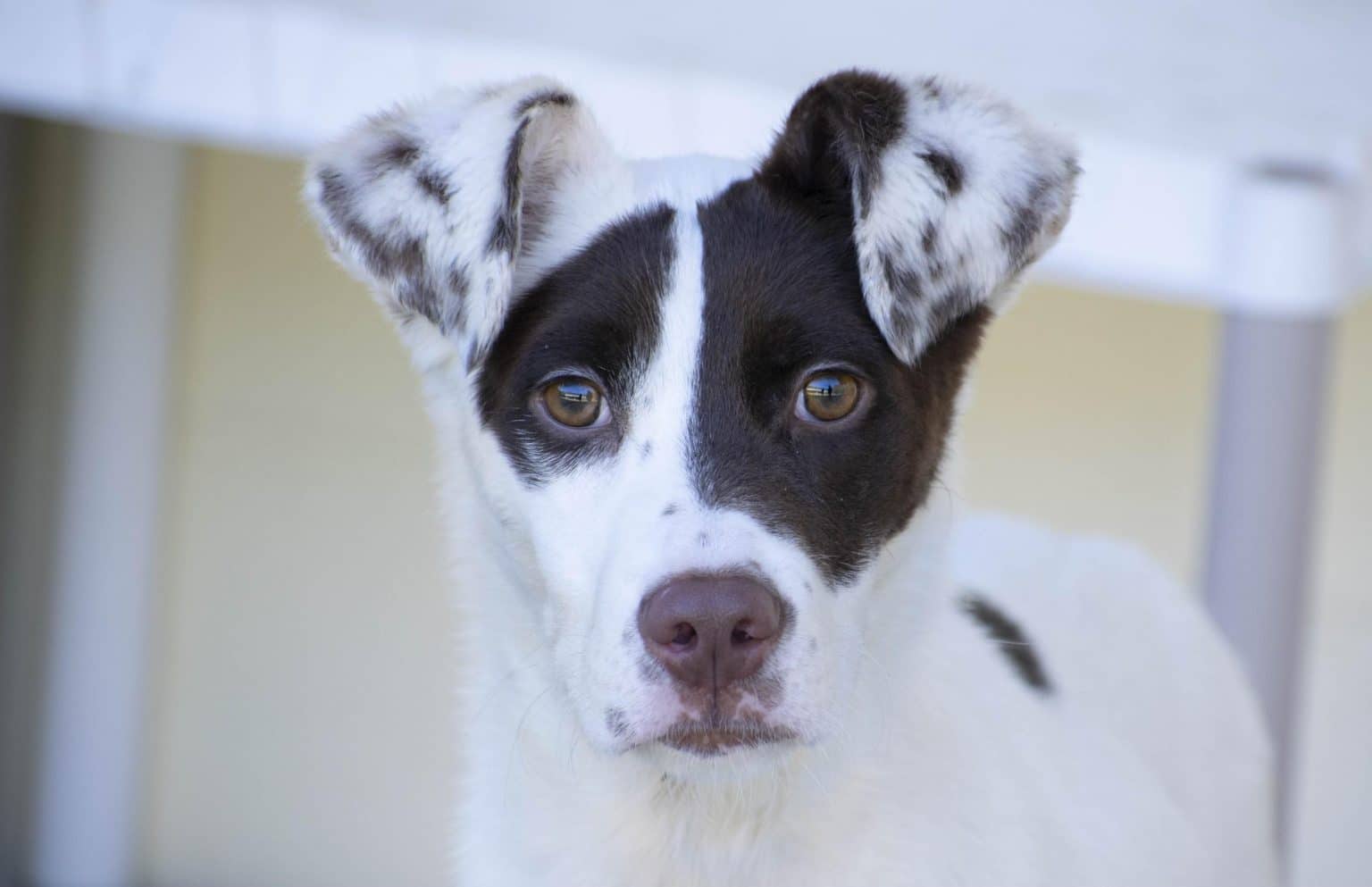 Better Kennel Time for Shelter Dogs: Design & Training Tips | Horizon ...