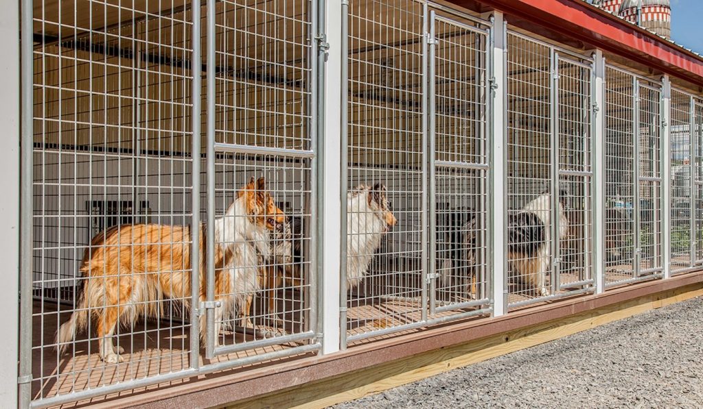 Building a Durable Commercial Dog Kennel: 5 Must-Know Tips | Horizon ...