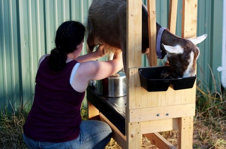 Building a Goat Run-in Shed/Barn| Shelter for Goats