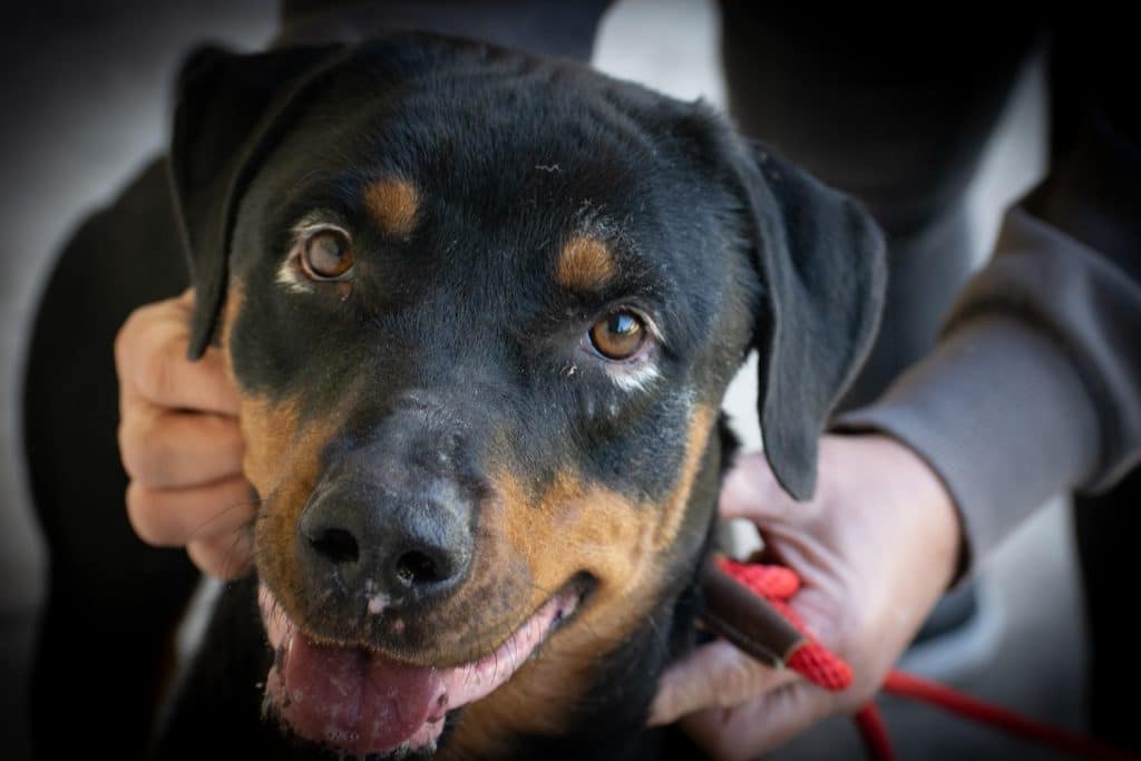 Better Kennel Time for Shelter Dogs: Design & Training Tips | Horizon ...