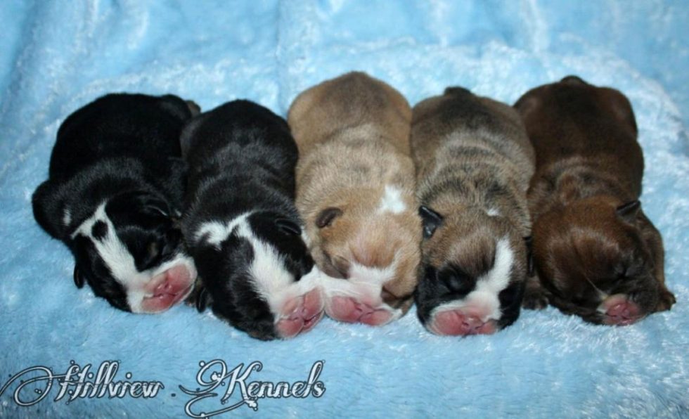 Hillview Kennels Warsaw NY | Custom Bulldog Barn Kennels