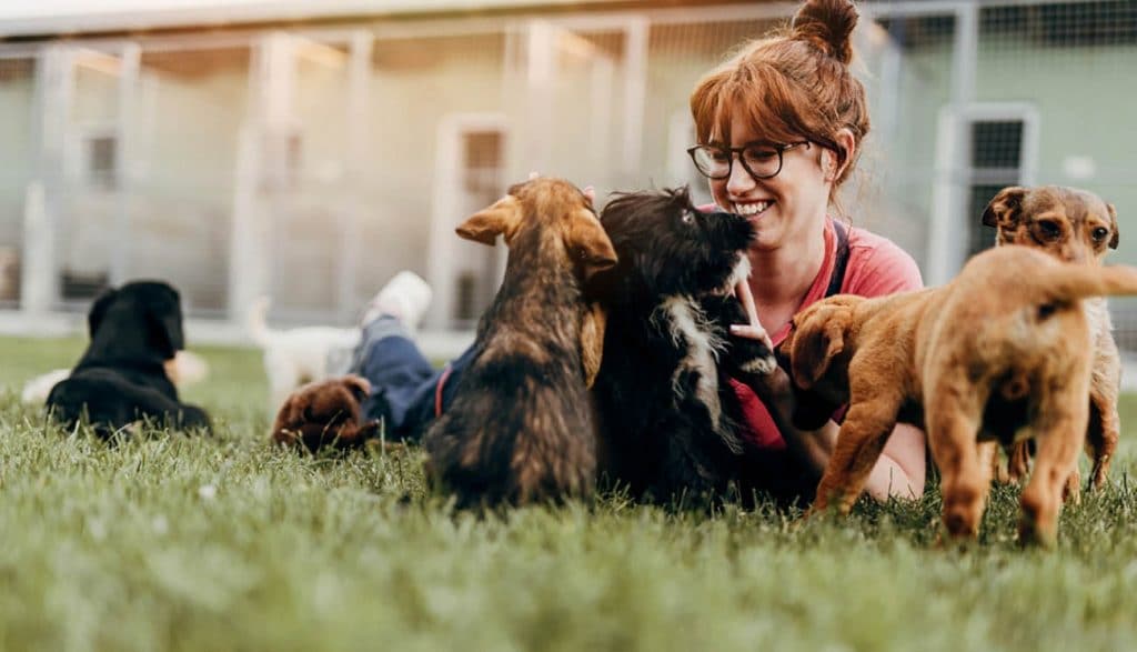 Dog Training & Boarding Essentials | Dog Kenneling Tips | Horizon ...