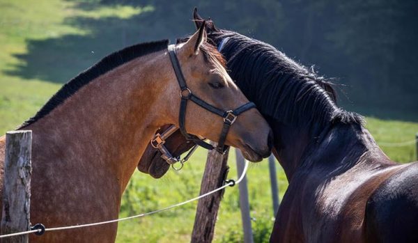 Divide and Conquer - Pasture Management Tips | Horizon Structures