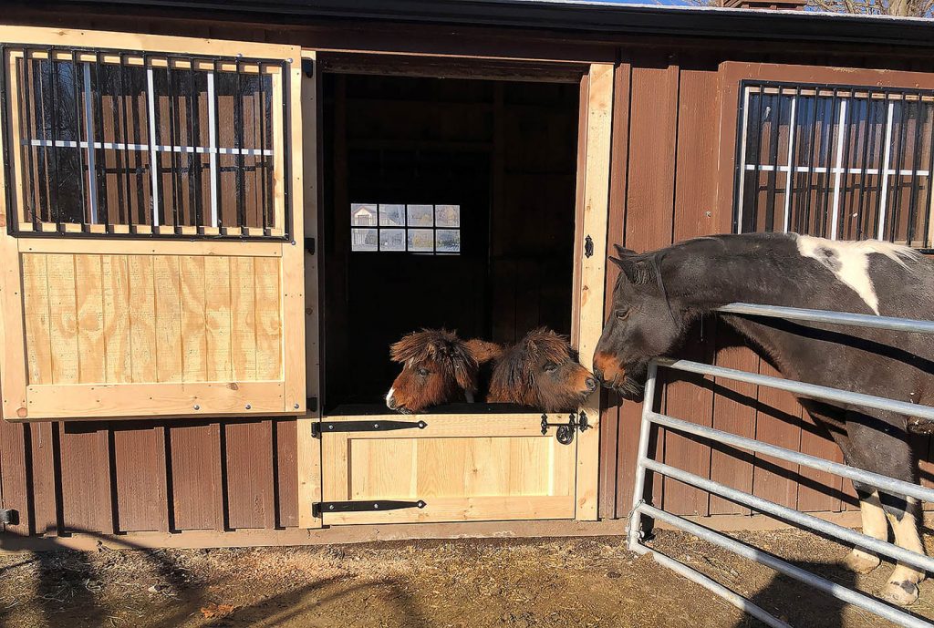 Miniature Horse Barns | Small Equine Stables | Horizon Structures