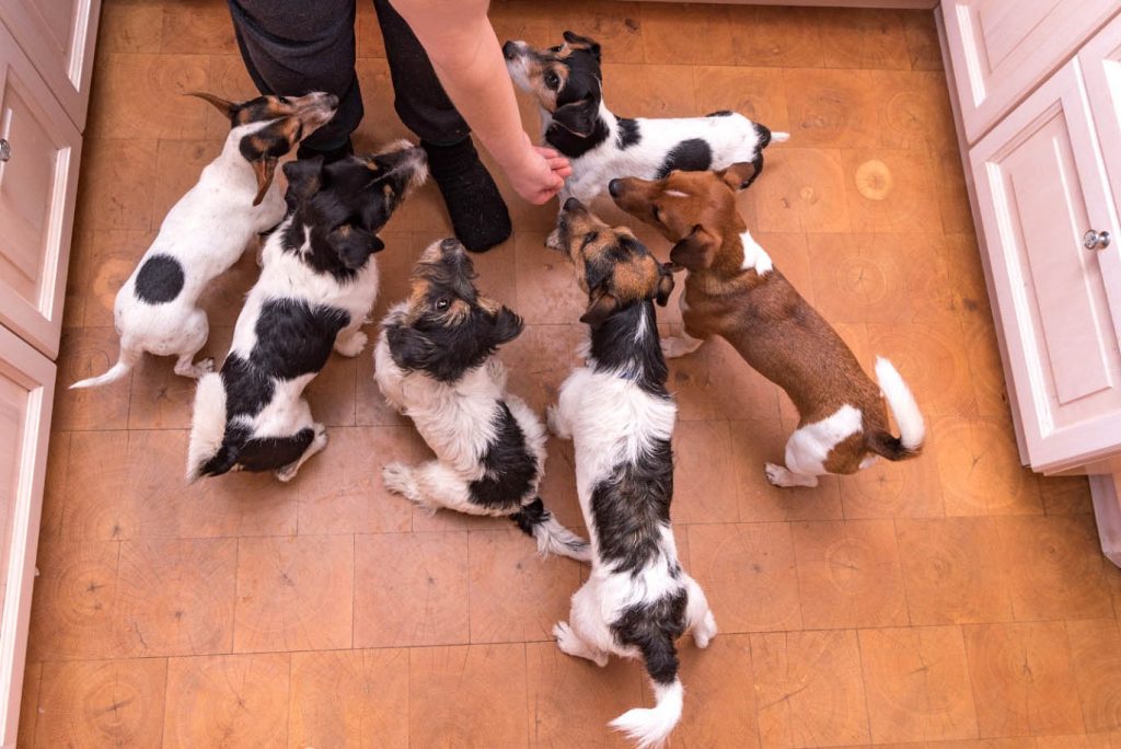 Dog Kennel Design for Optimal Cleaning | Horizon Structures