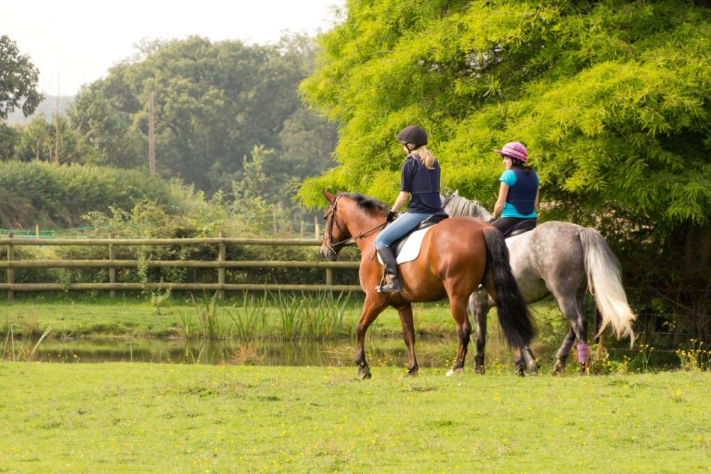 How to be the Best Barn Buddy | Horizon Structures