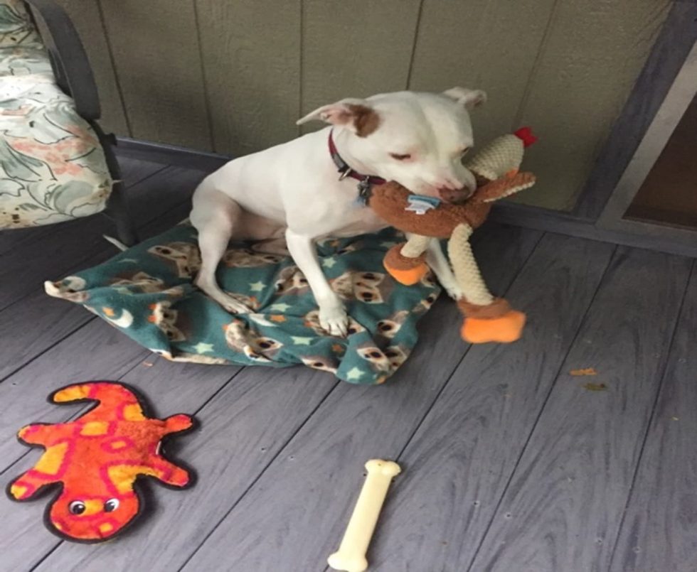 How to Choose the Best Kennel Flooring for Your Dogs | Horizon Structures