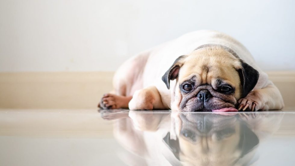How to Prevent Dog Boredom During Kennel Time | Horizon Structures