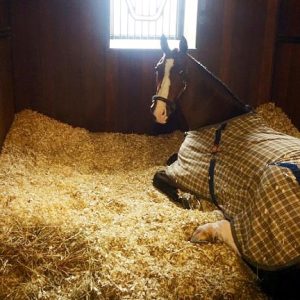 Horse Stall Kickboards and Panels | Horse Barn Surfacing