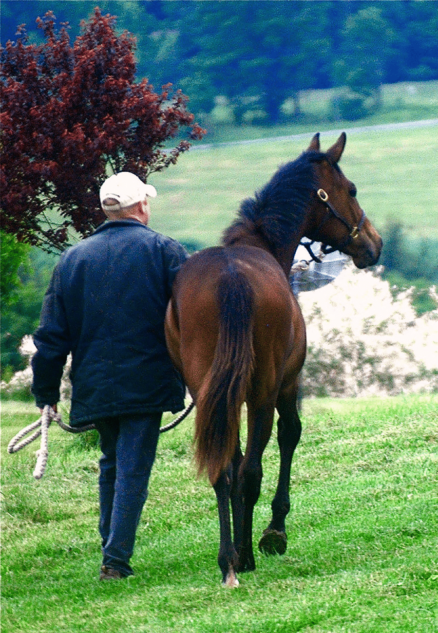 5 Safe Horse Handling Tips in the Barn | Horizon Structures