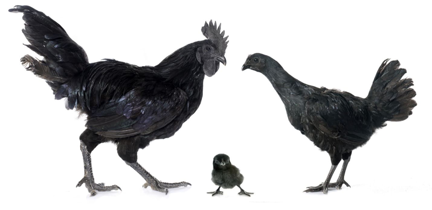 Ayam Cemani Chicken Breed Care Guide | Horizon Structures