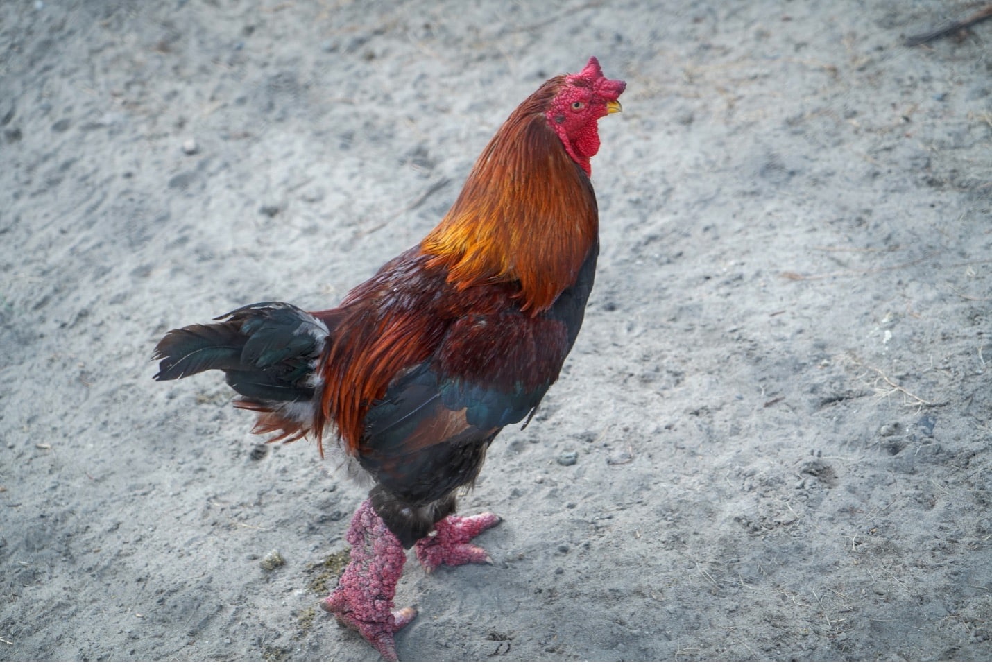 Vietnamese Dong Tao Chicken Care Guide | Horizon Structures Vietnamese Dong Tao Chicken Care Guide | Horizon Structures