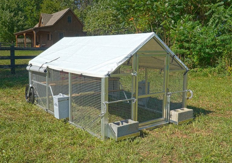 Chicks to Chickens: Key Growth Milestones & Care | Horizon Structures