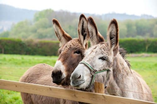 How to Care for Donkeys - Are Donkeys Easy to Care for?