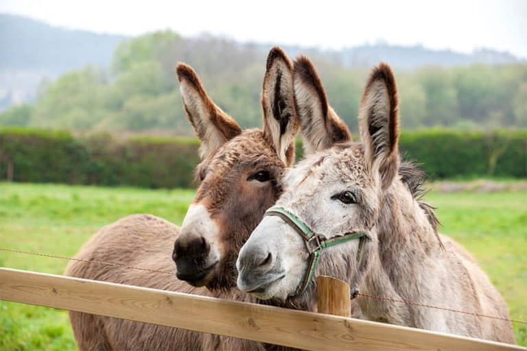 How to Care for Donkeys - Are Donkeys Easy to Care for?