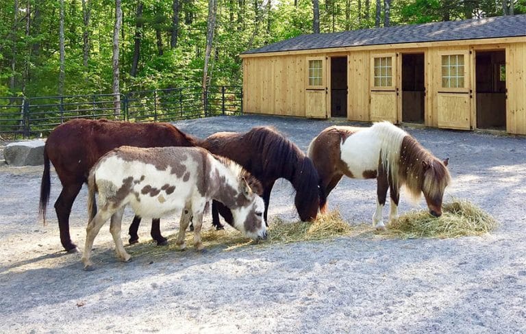 How to Care for Donkeys - Are Donkeys Easy to Care for?