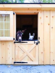 How to Care for a Donkey: Shelter, Feed & Health Tips | Horizon Structures