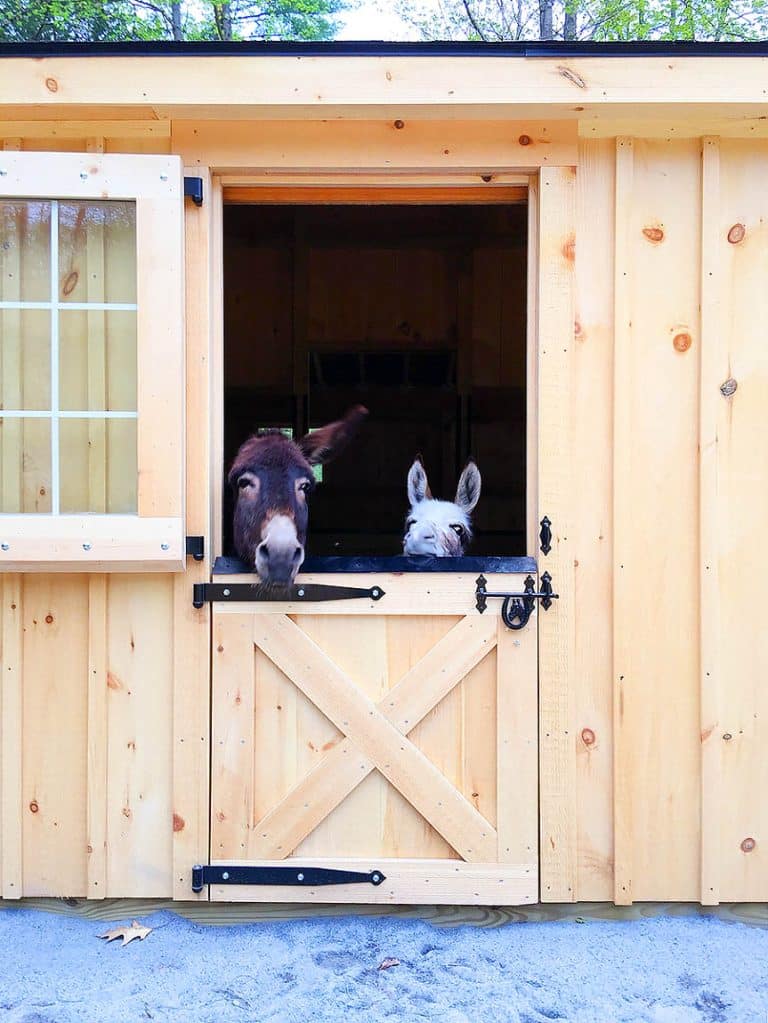 How to Care for Donkeys - Are Donkeys Easy to Care for?