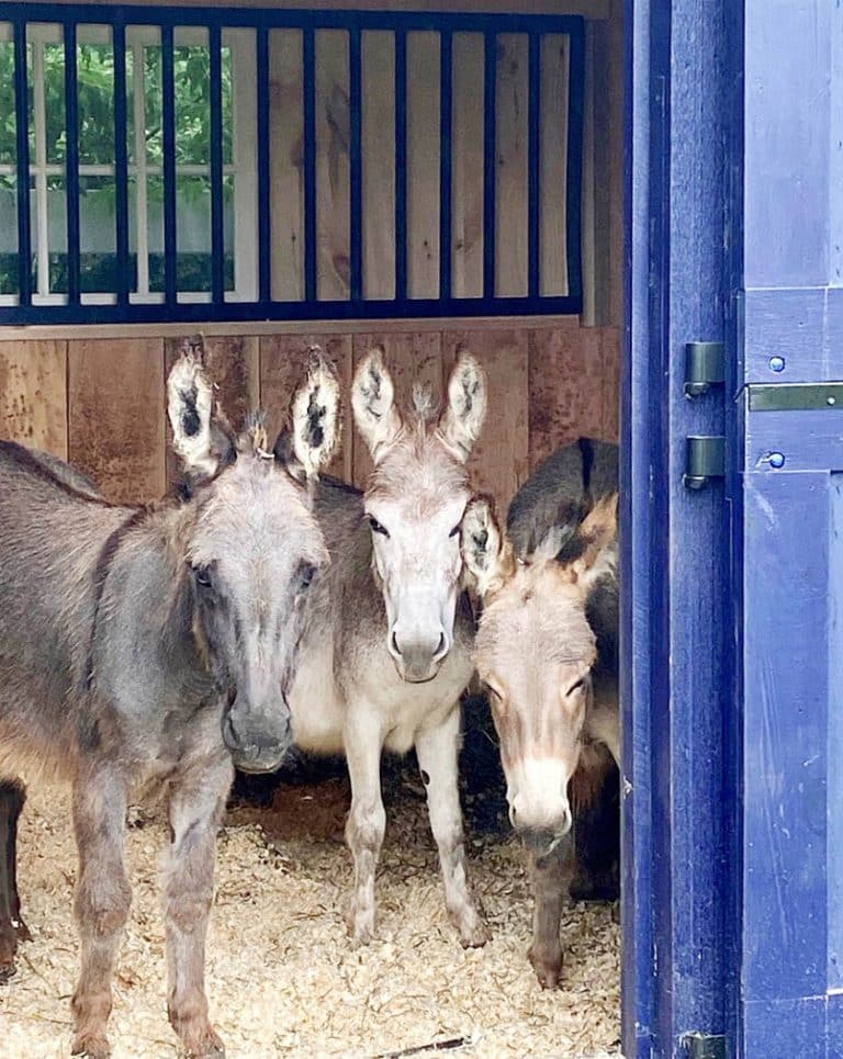 How to Care for Donkeys - Are Donkeys Easy to Care for?
